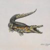The Lacoste Company's History | Lacosted